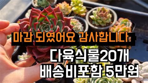 다육식물 20개 배송비포함 5만원 다육이판매 다육식물 다육농장 다육이흙 배합토 Youtube