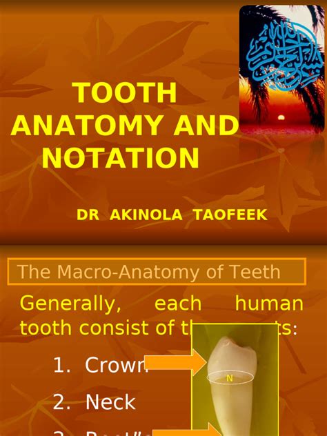 Tooth Anatomy And Notation Pdf Human Tooth Tooth Enamel