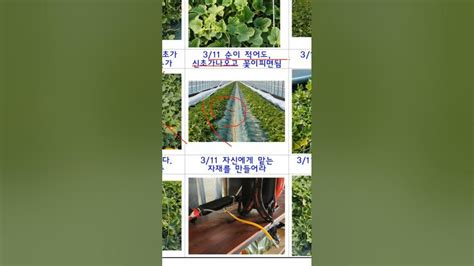 2022~2023시즌 쇼츠 3월참외생육사진 7 8 9 Youtube