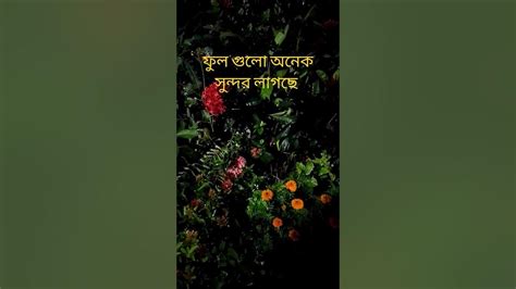 ফুল গাছেই সুন্দর Flowers Lover Youtube