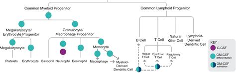 Leukine Leukine® Sargramostim