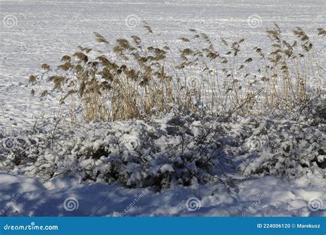 Droge Rode Grassen Door De Meer Bank In De Winter Stock Foto Image Of