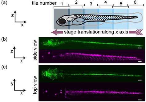 Stitching Multiple Tiles Along The X Axis A Schematics Of Tile Download Scientific Diagram