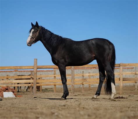 Mорьтон адуу үржүүлгийн Mорьтон адуу үржүүлгийн газар