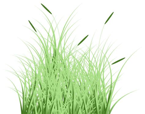 Green Grass Png 19979415 Png