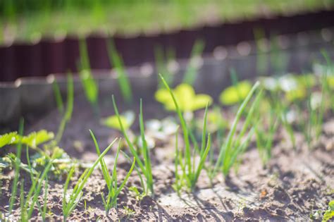 토양에 심은 양파 작물은 태양 아래에서 익습니다 경작지는 콩나물로 닫힙니다 침대 줄에서 자라는 농업 식물 녹색 자연 식품 작물 0명에 대한 스톡 사진 및 기타 이미지
