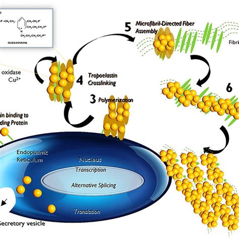 Tropoelastin Synthesis Binding With Elastin Binding Protein Ebp Download Scientific Diagram