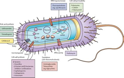 The Lancet：多耐药革兰氏阴性菌的治疗新方案 知乎