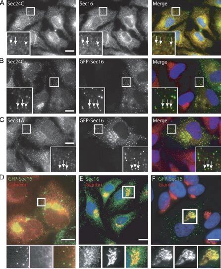 A Immunofluorescence Labelling Of Hela Cells With Anti Sec16 Red In Download Scientific