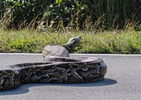 Burmese Python Crossing Road Was Female Loaded With Eggs