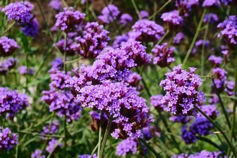 Petiole Definition And Meaning Merriam Webster