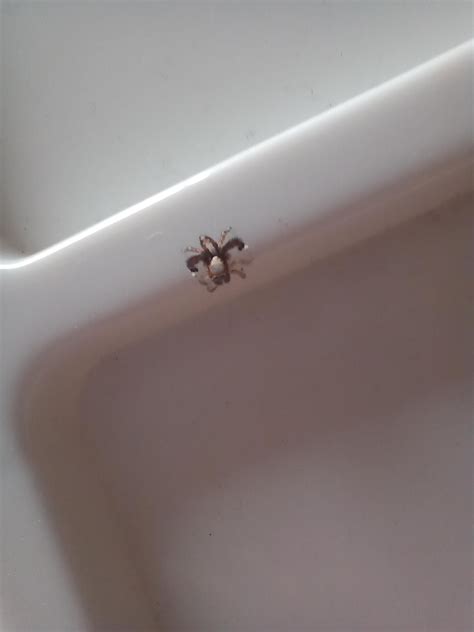 Portugal What The Chernobyl Hell Is This Spider Rwhatsthisbug