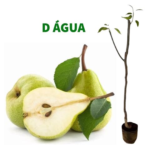 Muda De P Ra D Gua Ou P Ra Europ Ia Enxertada Dancruz Dancruz Plantas