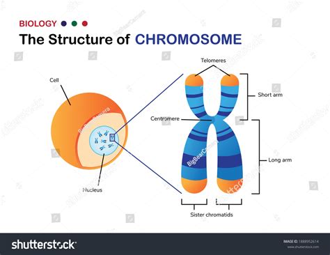 Labeled Chromosome