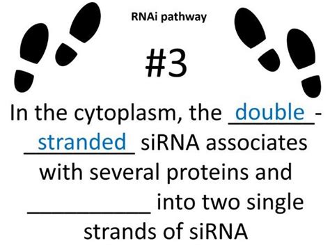 Rna Interference Aqa A Level Biology Teaching Resources