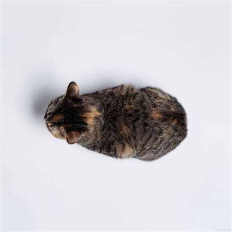 Кота сверху картинки и фото Koshka Top
