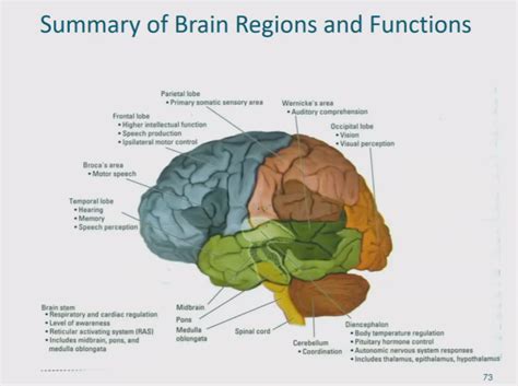 Nervous System Diagram Quizlet