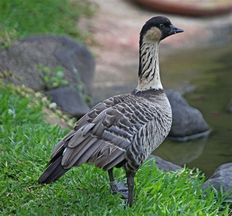 Nene Or Hawaiian Goose Official State Bird Of Hawaii