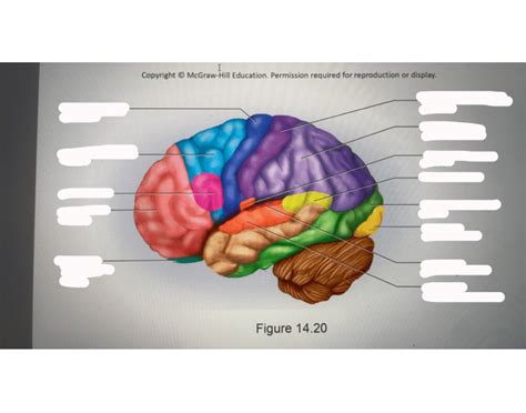 functional regions of the left cerebral cortex quiz