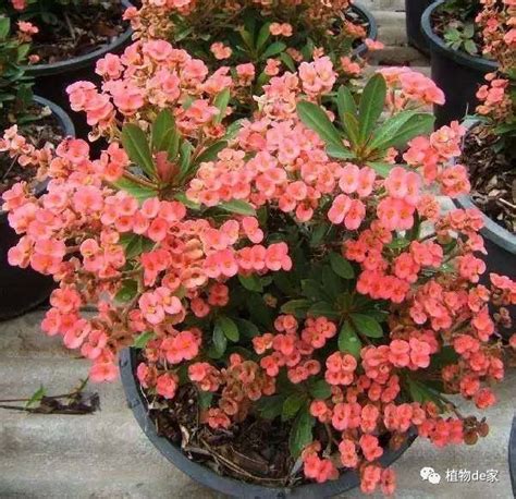 铁海棠简介 植物 果实 第8页 大山谷图库