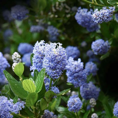 Concha California Lilac Plants Express