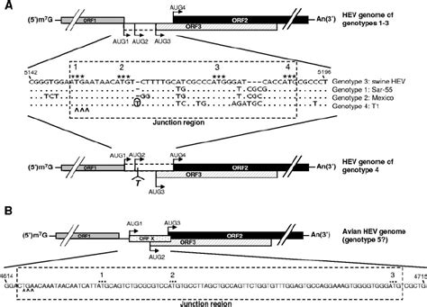 schematic diagram of the predicted genomic organization and nucleotide