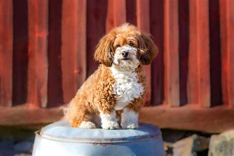 Sex Hundar R Nu Utsedda Att Bli Frim Rksmotiv Postnord