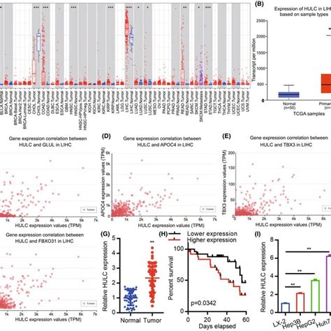 Hulc Expression Is Closely Associated With Hcc Cell Proliferation A