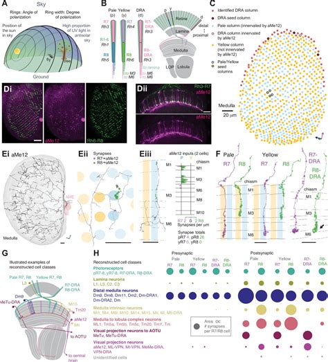 Synaptic Targets Of Photoreceptors Specialized To Detect Color And Skylight Polarization In
