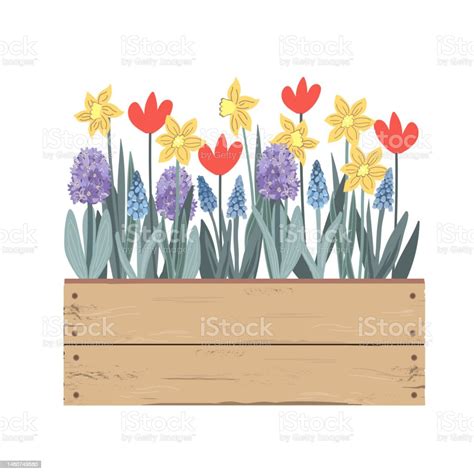 봄 꽃이 있는 나무 빈티지 상자 튤립 히아신스 무스카리 수선화 흰색으로 분리된 손으로 그린 벡터 삽화 여름 정원 목재 재료에 대한 스톡 벡터 아트 및 기타 이미지 Istock