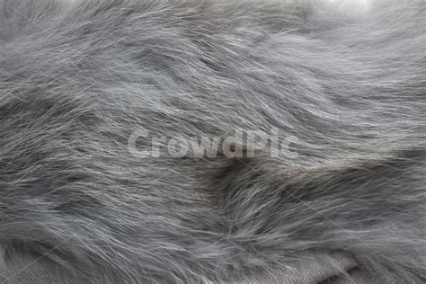 폭스 여우털 클로즈업 털 부드러운 사진 이미지 일러스트 캘리그라피 Binimin작가