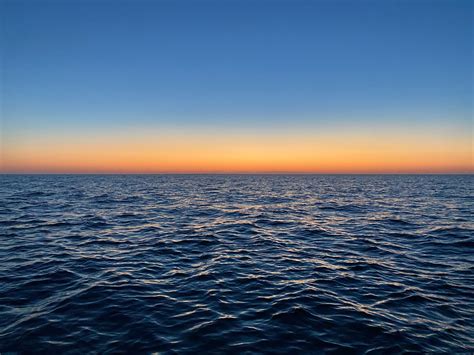 Tuna Species Yellowfin Tuna