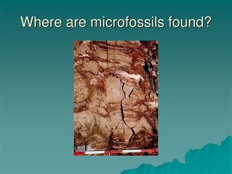 Ppt Microfossils Powerpoint Presentation Free Download Id436025