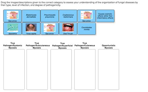 Solved Drag The Images Descriptions Given To The Correct Chegg