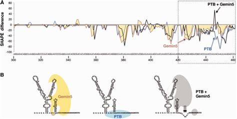 Modification Of The Difference In SHAPE Reactivity Induced Upon Download Scientific Diagram