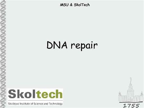 Msu Skol Tech Dna Repair Dna