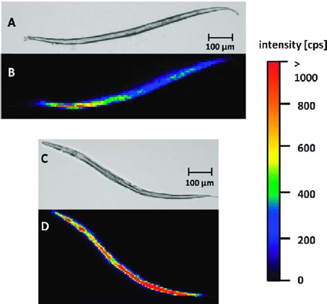 Light Microscopic Images And Pt Images By LA ICP MS Of Pme 1 Deletion Download Scientific