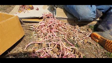 감자 농사 기록 싹난 감자 관리 파종 준비 ㅡ 싹이난 감자 씨앗 파종 전처리 과정 기록 Youtube