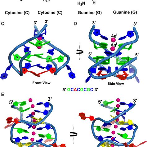 List Of Unusual Dna Structures And Features Involving Base Pair