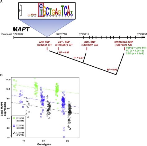 association of rs242561 genotypes with mapt mrna levels in humans