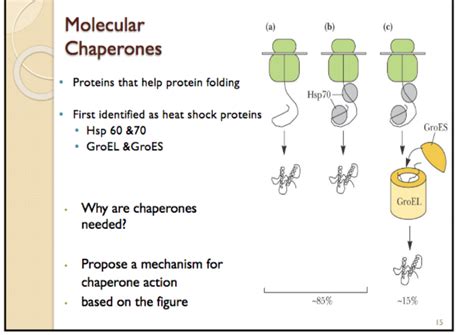 Solved A B C Molecular Chaperones • Proteins That Help