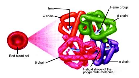 Anemia And Hemoglobinopathies In Pregnancy