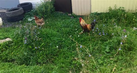 В Марий Эл идёт работа по ликвидации очагов птичьего гриппа