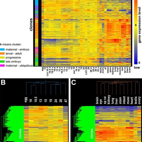 Hierarchical Cluster Analysis A Hierarchical Cluster Dendrogram Of
