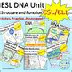 ESL ELL Biology DNA Unit Bundle Structure Function Replication TpT