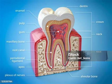 치과 치아 해부학 인포 그래픽 및 설명과 인간의 치아의 단면 3차원 형태에 대한 스톡 사진 및 기타 이미지 3차원 형태 건강 진단 건강관리와 의술 Istock