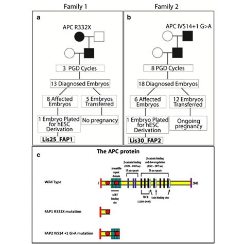 Confirmation Of The Apc Germline Mutation In Fap1 Hescs A The Mutation Download Scientific