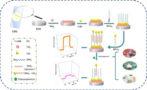Schematic Illustration Of The Fabrication And Signal Multiple Download Scientific Diagram
