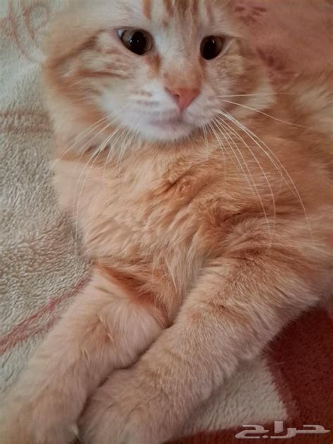 قط هجين هيمالايا للتزاوج مجانا موقع حراج