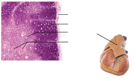 Lymphatic Lab Diagram Quizlet